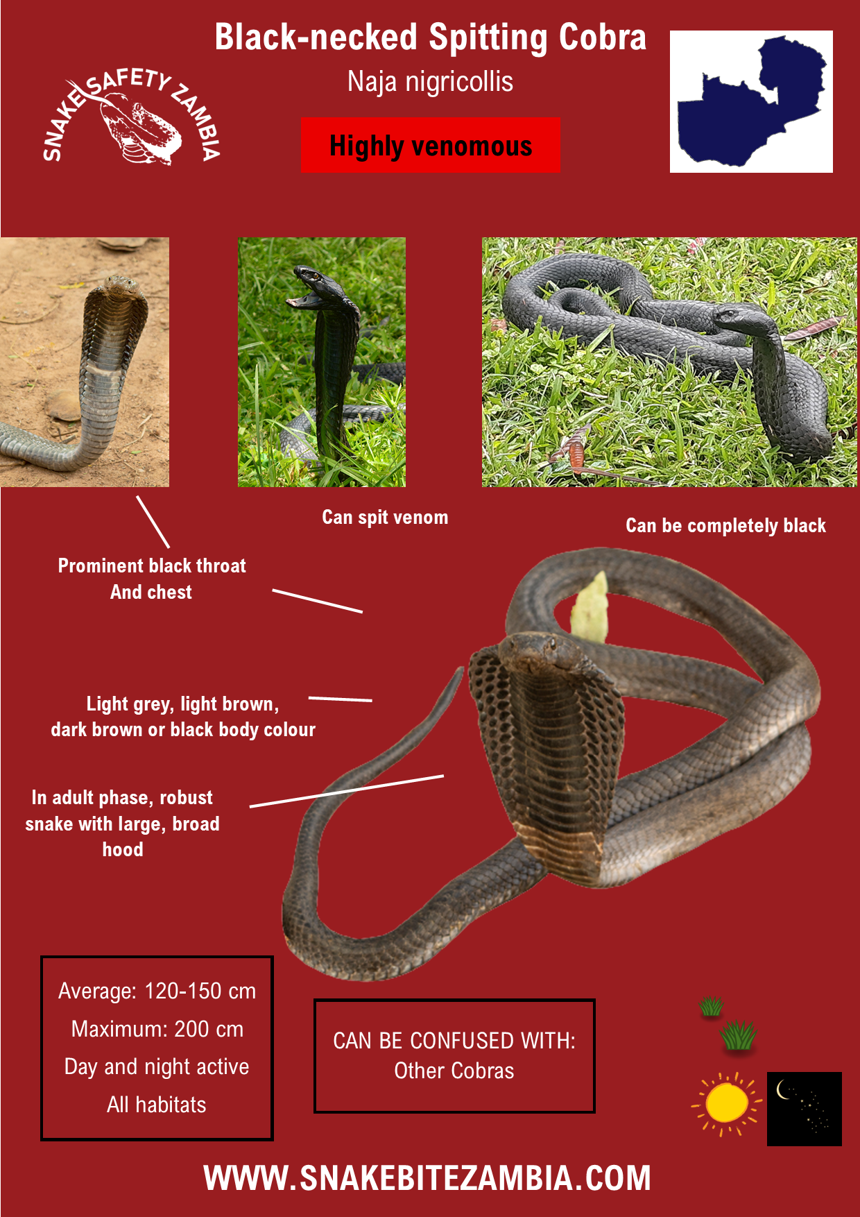 Snake ID Posters – Snake Safety Zambia