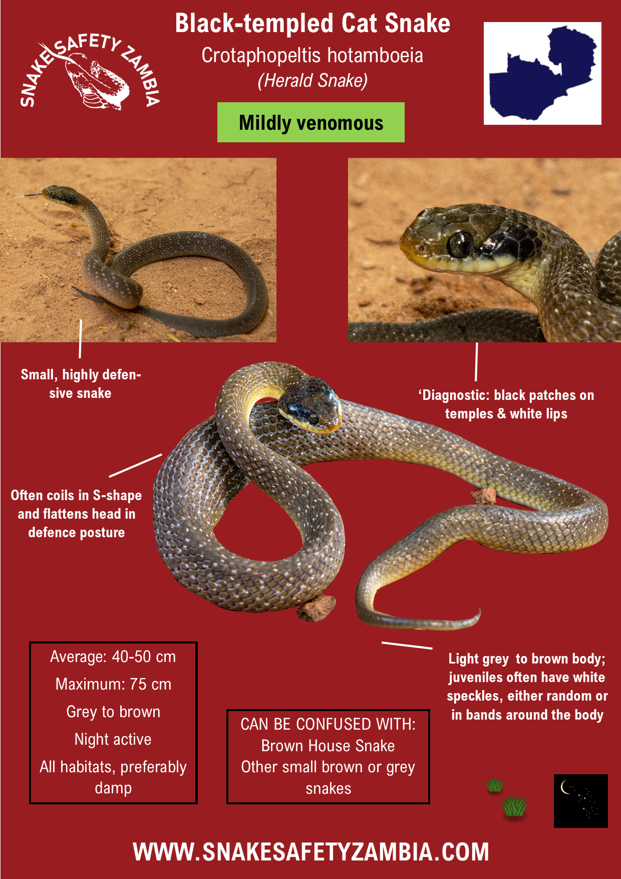 Snake ID Posters – Snake Safety Zambia