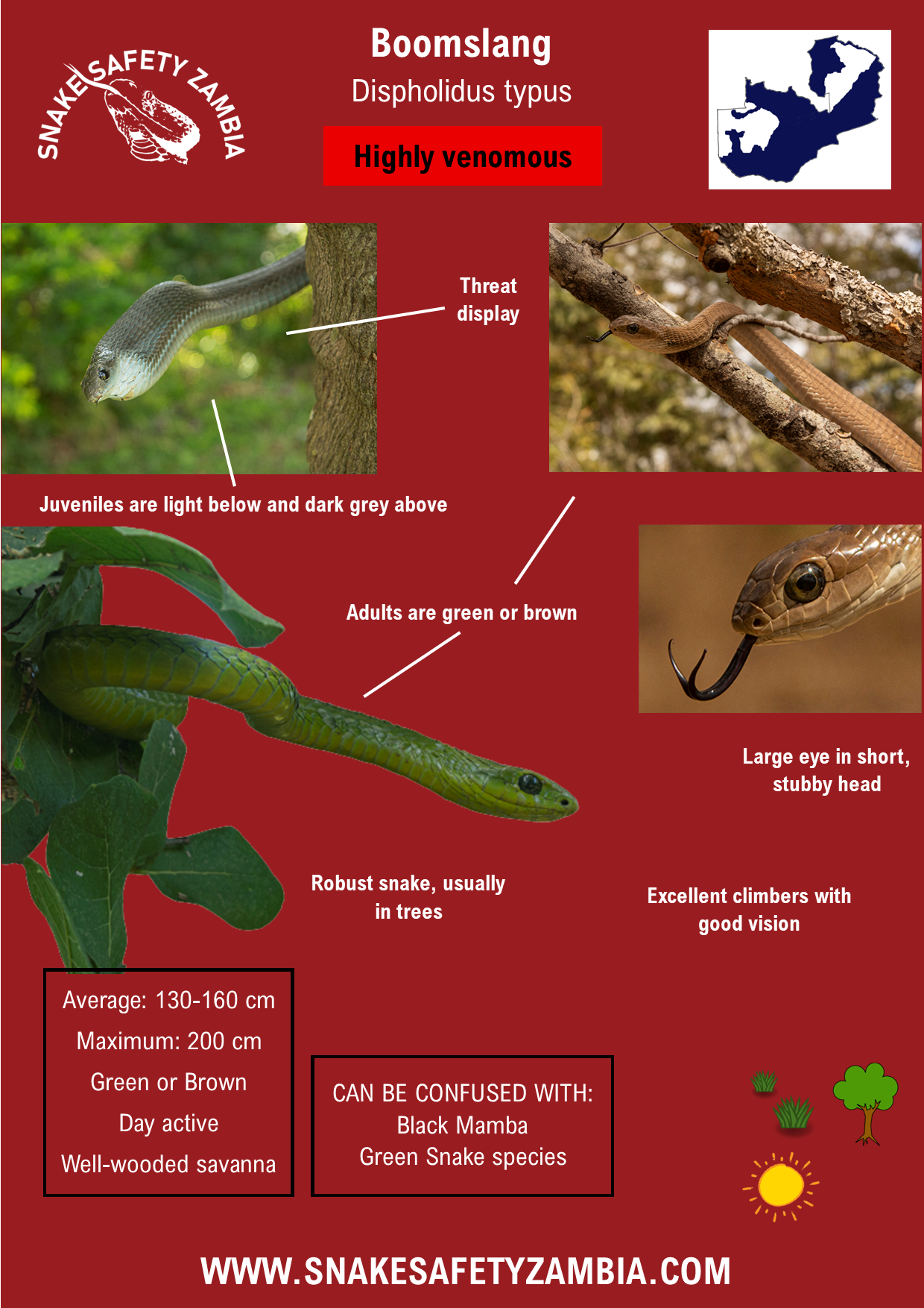 Snake ID Posters – Snake Safety Zambia