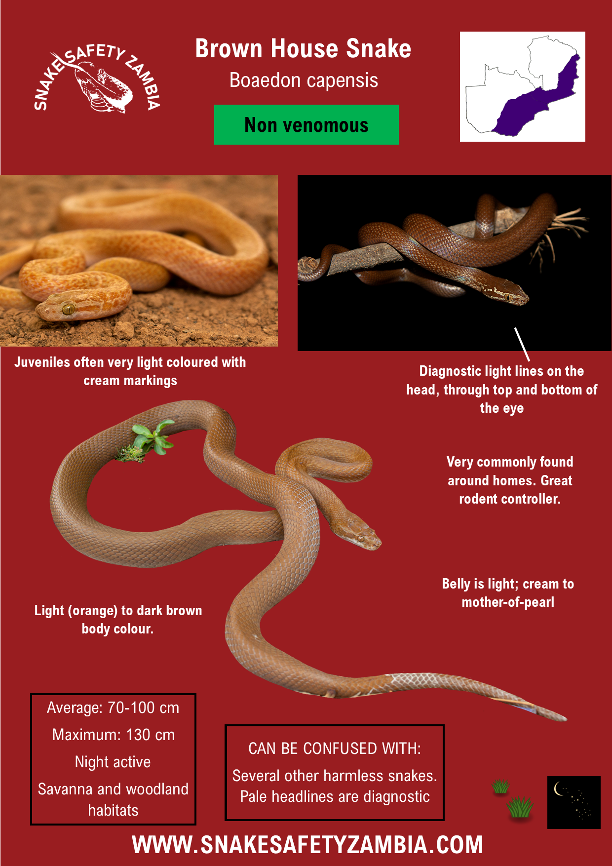 Snake ID Posters – Snake Safety Zambia