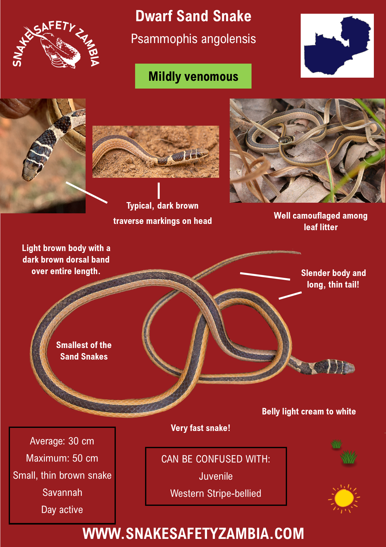 Snake ID Posters – Snake Safety Zambia
