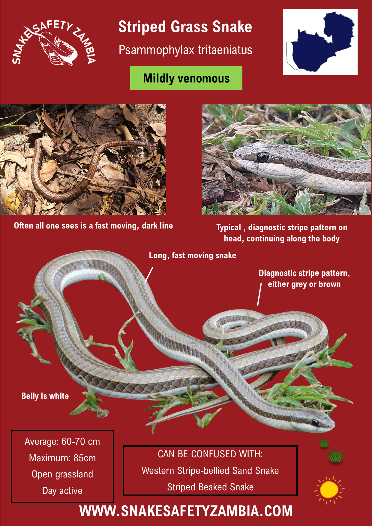 Snake ID Posters – Snake Safety Zambia