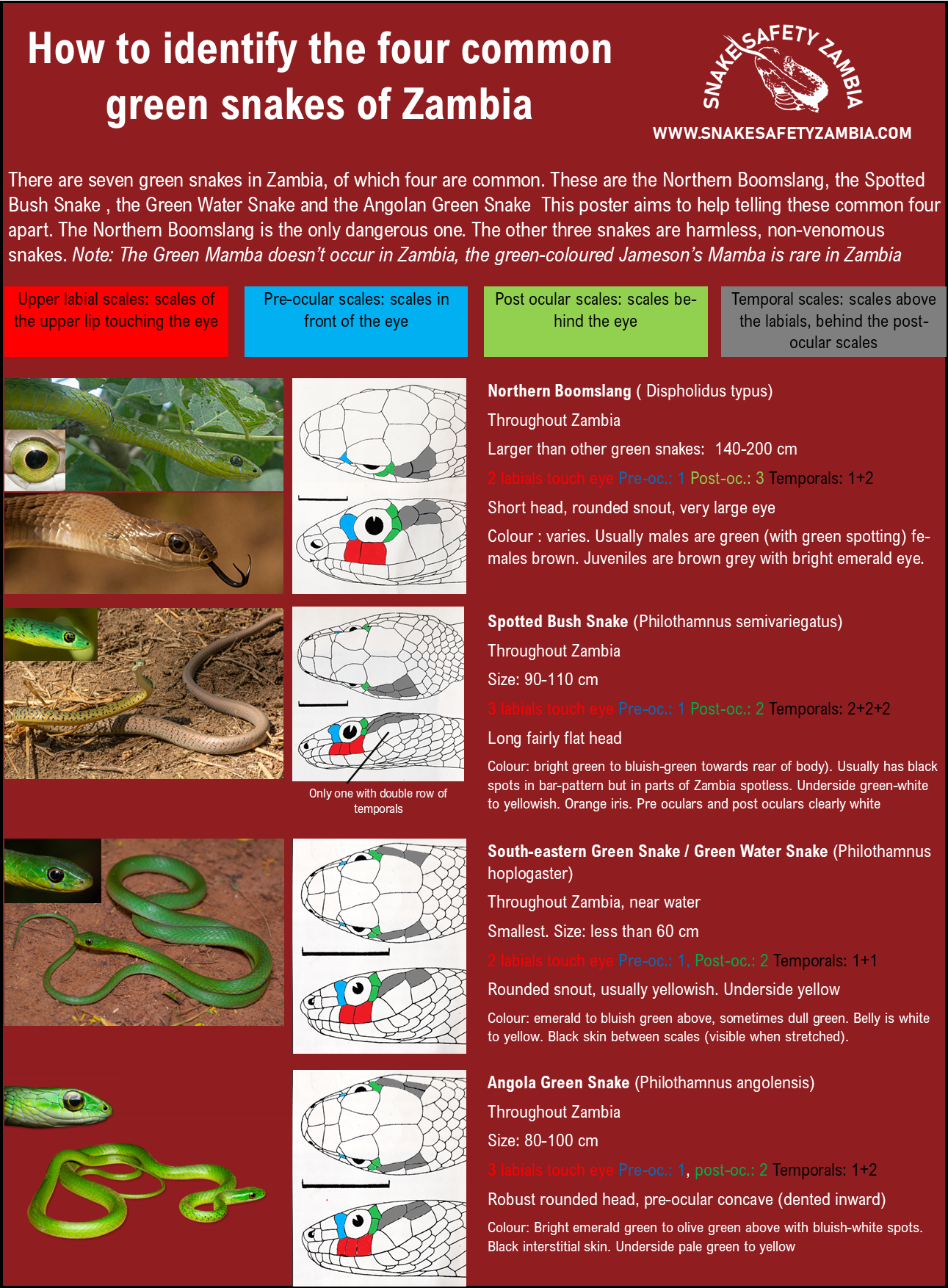 Snake Comparison Posters – Snake Safety Zambia